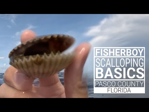 Beginner's Guide to Scalloping Pasco County by Boat - Tips, Tricks ...