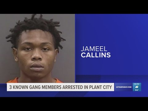Hillsborough deputies arrest gang members with marijuana and converted ...